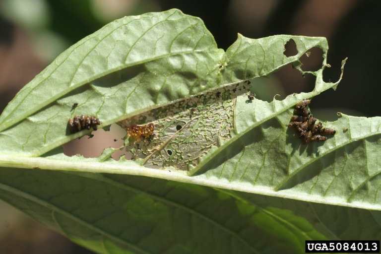 tomatillo leaf beetle (Lema trivittata Say, 1824)