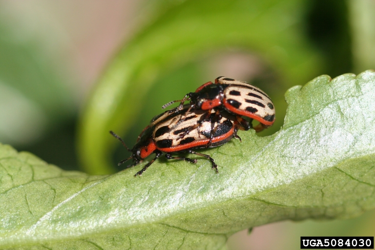 cottonwood leaf beetle (Chrysomela scripta)