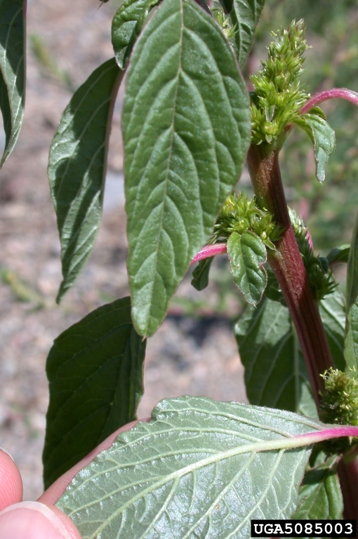 redroot pigweed (Amaranthus retroflexus L.)
