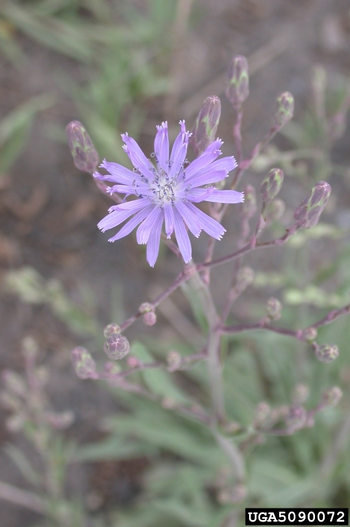 chicory (Cichorium intybus L.)
