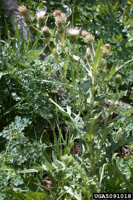 thistle (Genus Cirsium P. Mill.)
