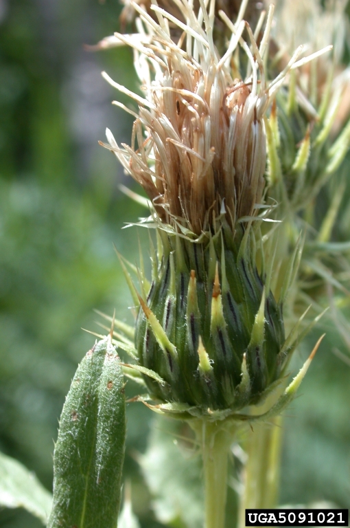 thistle (Genus Cirsium P. Mill.)