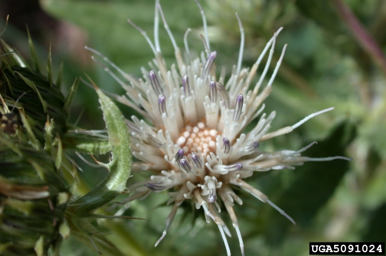 thistle (Genus Cirsium)