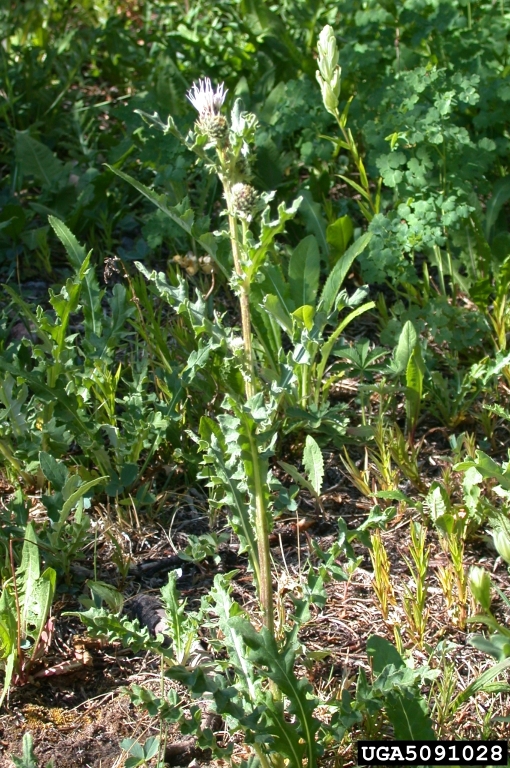 thistle (Genus Cirsium)