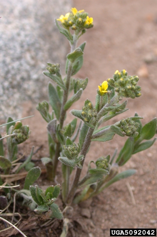 golden draba (Draba aurea Vahl ex Hornem)