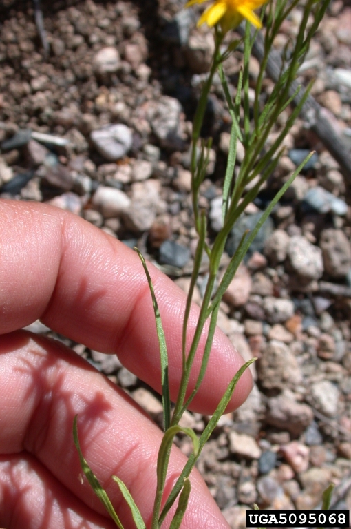 broom snakeweed (Gutierrezia sarothrae)