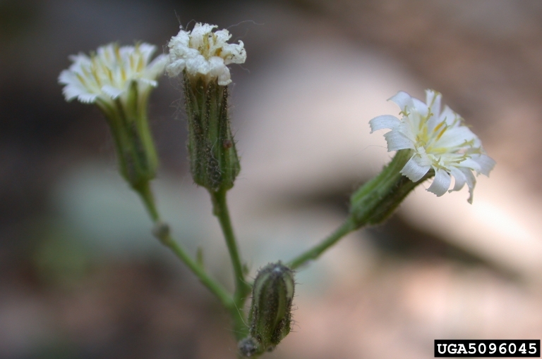 white hawkweed (Hieracium albiflorum Hook.)