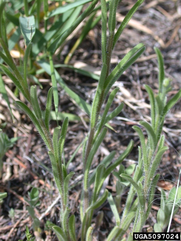 western sticktight (Lappula occidentalis (S. Wats.) Greene)