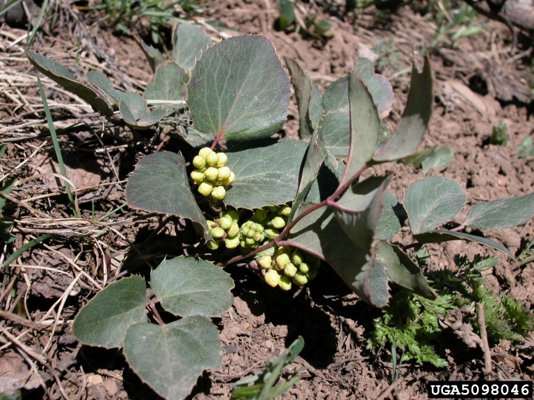 creeping barberry (Mahonia repens (Lindl.) G. Don)