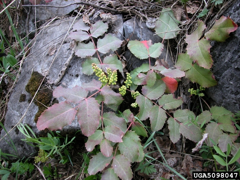 creeping barberry (Mahonia repens (Lindl.) G. Don)