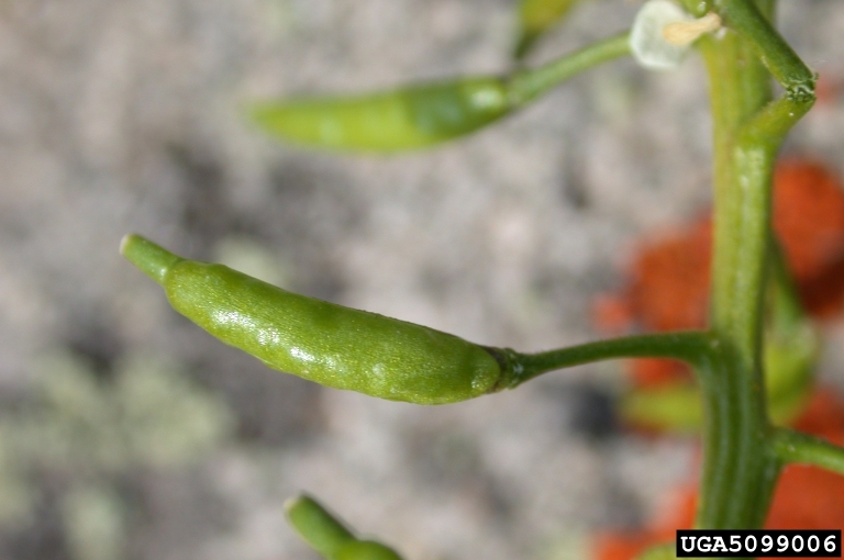 watercress (Nasturtium officinale R. Brown)