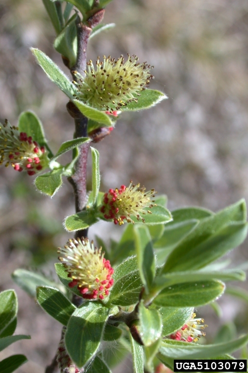 willow (Genus Salix)