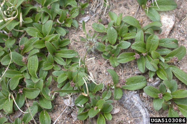 willow (Genus Salix L.)