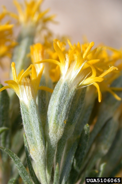 spineless horsebrush (Tetradymia canescens)