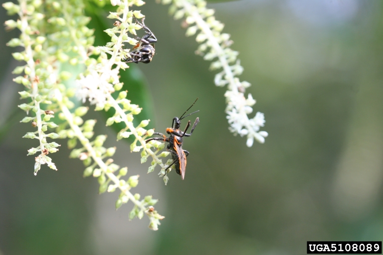 bee assassin bug (Apiomerus spissipes Say, 1825)