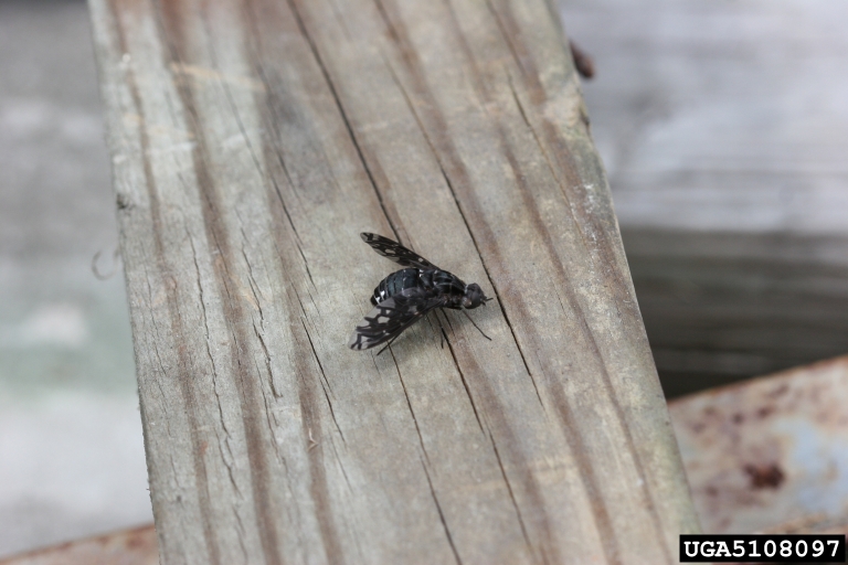 tiger bee fly (Xenox tigrinus)