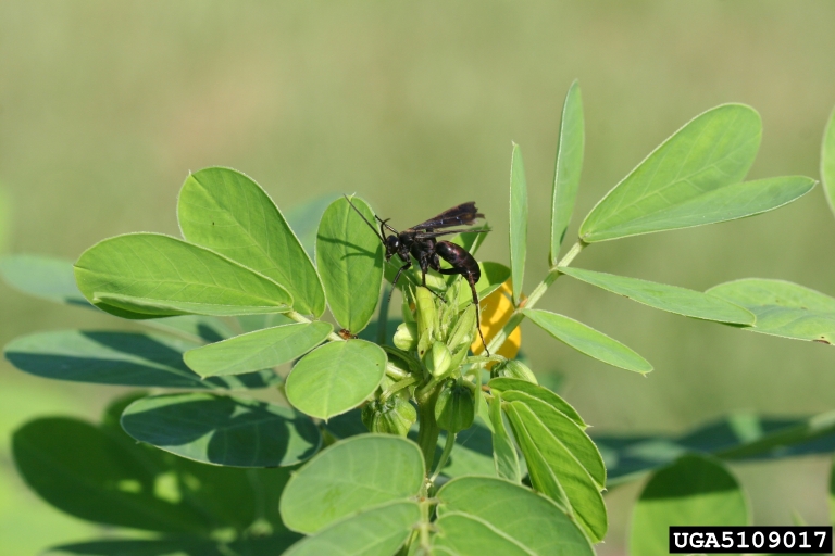 spider wasp (Genus Anoplius Dufour, 1834)