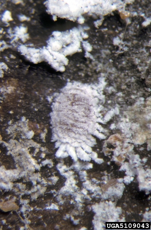 palm mealybug (Palmicultor palmarum (Ehrhorn))