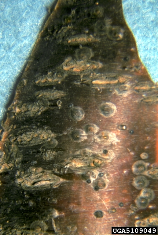 San Jose scale (Comstockaspis perniciosa)