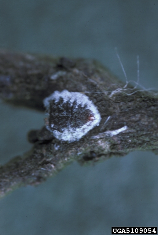 European elm scale (Gossyparia spuria)