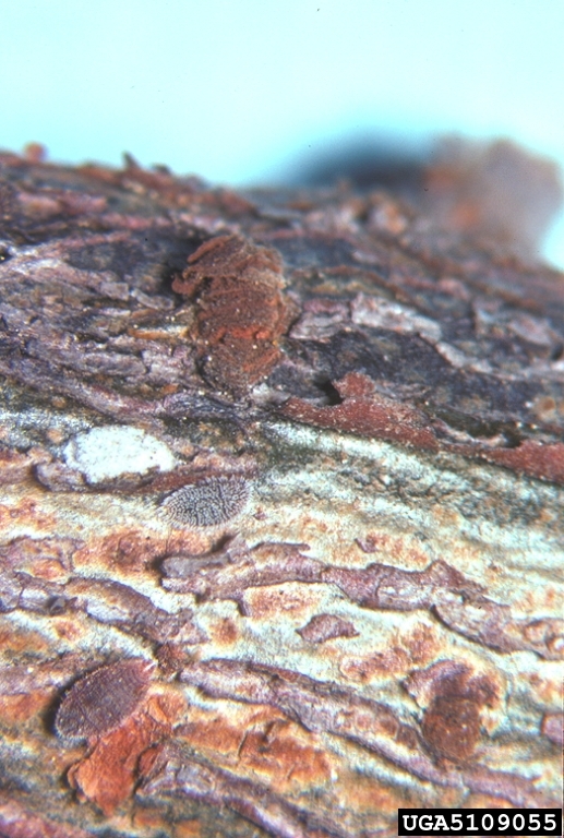 European elm scale (Gossyparia spuria Modeer 1778)