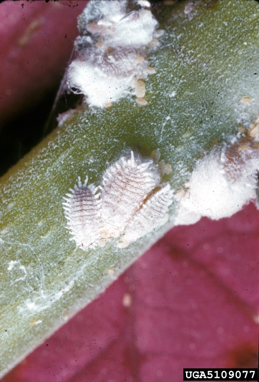 citrus mealybug (Planococcus citri)