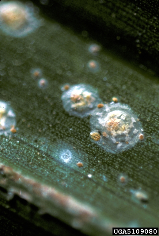 coconut scale (Aspidiotus destructor Signoret)