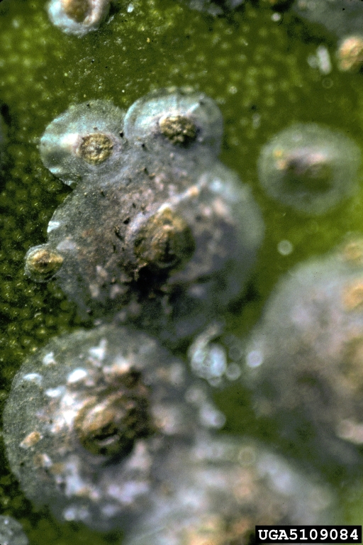 coconut scale (Aspidiotus destructor Signoret)