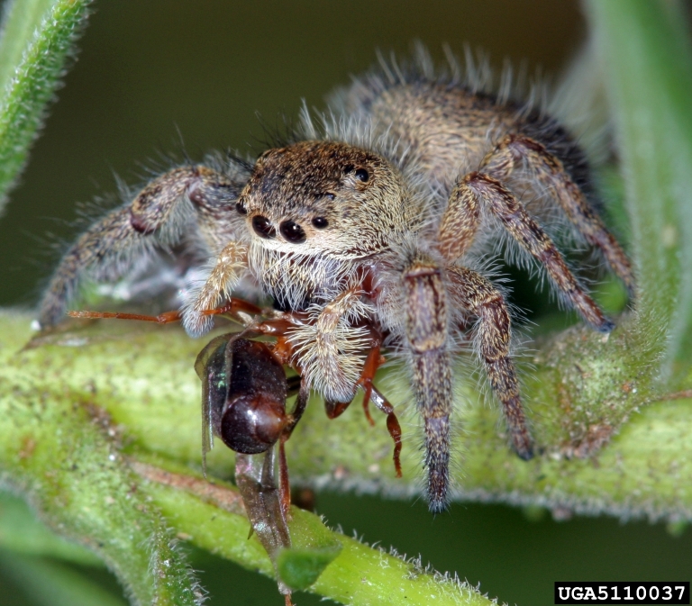 jumping spider (Phidippus princeps (Peckham & Peckham, 1883))