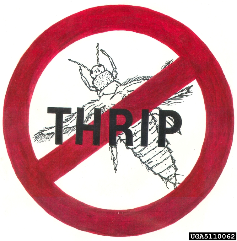 thrips (Family Thripidae)