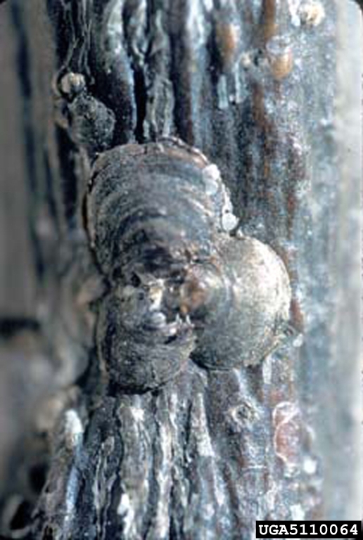 obscure scale (Melanaspis obscura)