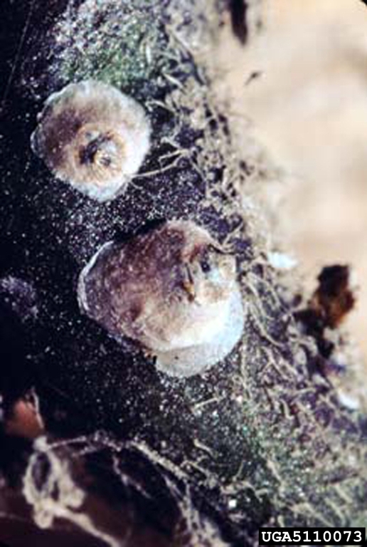 olive scale (Parlatoria oleae ) on olive (Olea spp. ) - 5110073