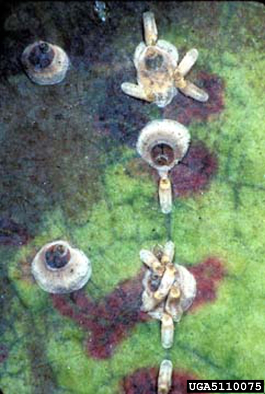 olive scale (Parlatoria oleae (Colvée))