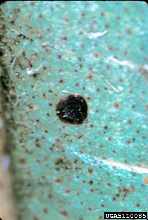 armored scale (Hemigymnaspis orchidicola)