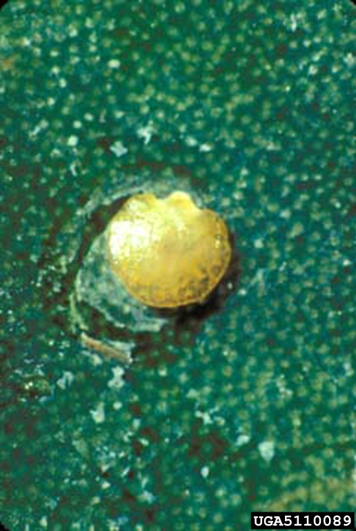 Oriental scale (Aonidiella orientalis (Newstead))