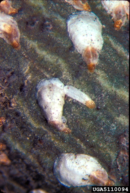 armored scale (Chionaspis ortholobis Comstock, 1881)