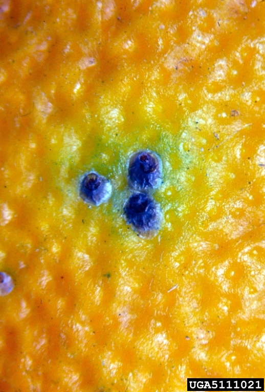 chaff scale (Parlatoria pergandii Comstock)