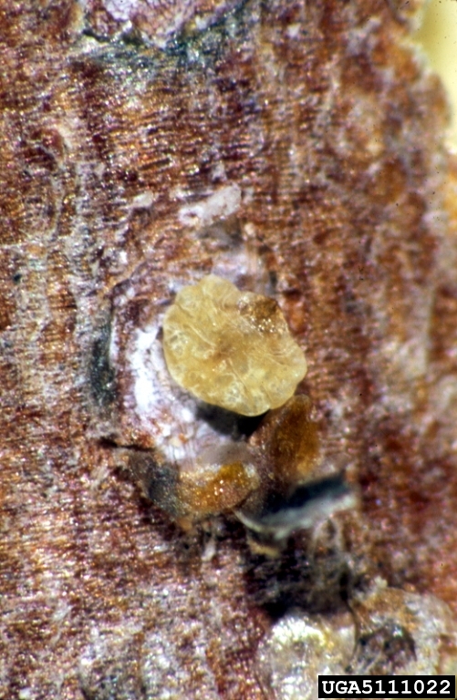 San Jose scale (Comstockaspis perniciosa (Comstock, 1881))