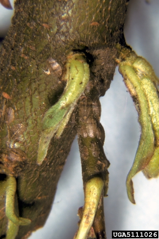 European peach scale (Parthenolecanium persicae)