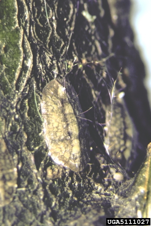 European peach scale (Parthenolecanium persicae)