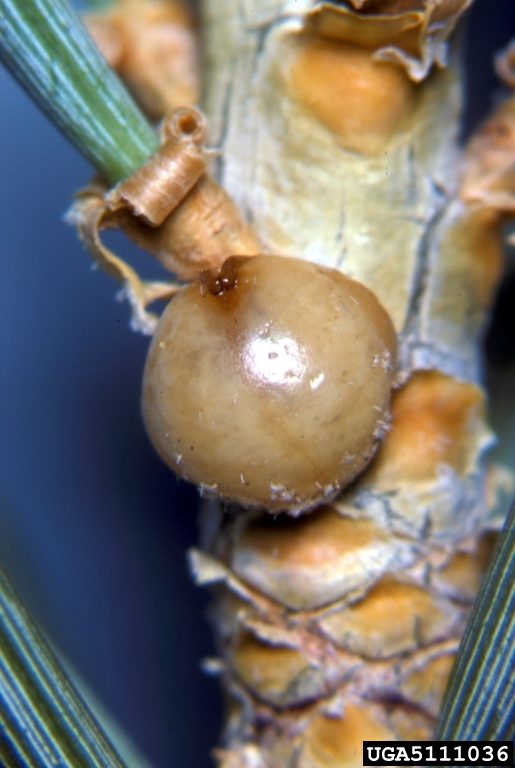 soft scales (Genus Physokermes Targioni Tozzetti)
