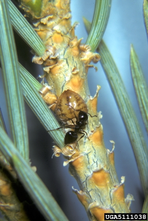 soft scales (Genus Physokermes)