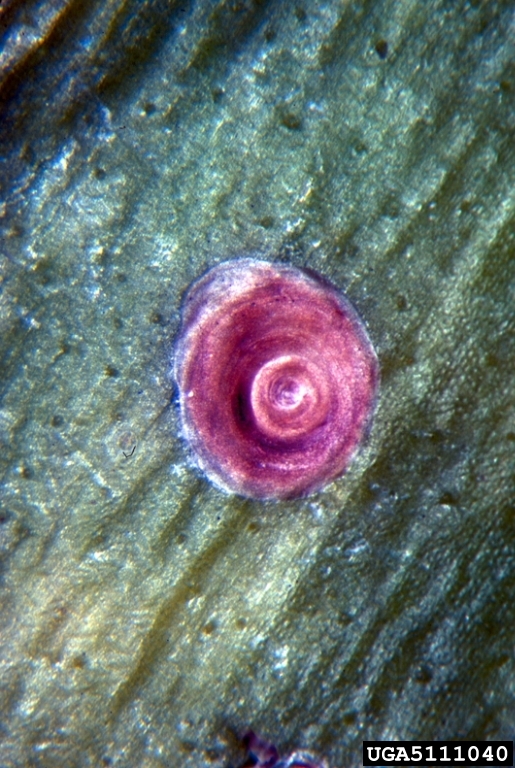 armored scale (Agrallaspis pictor Williams)