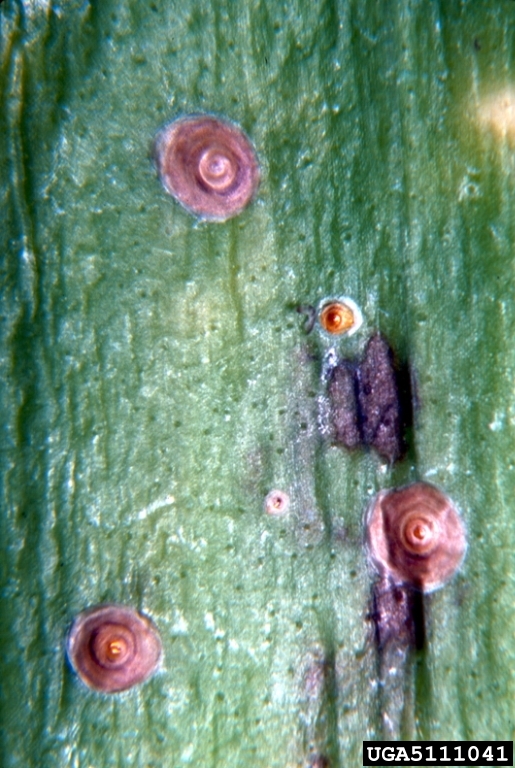 armored scale (Agrallaspis pictor Williams)