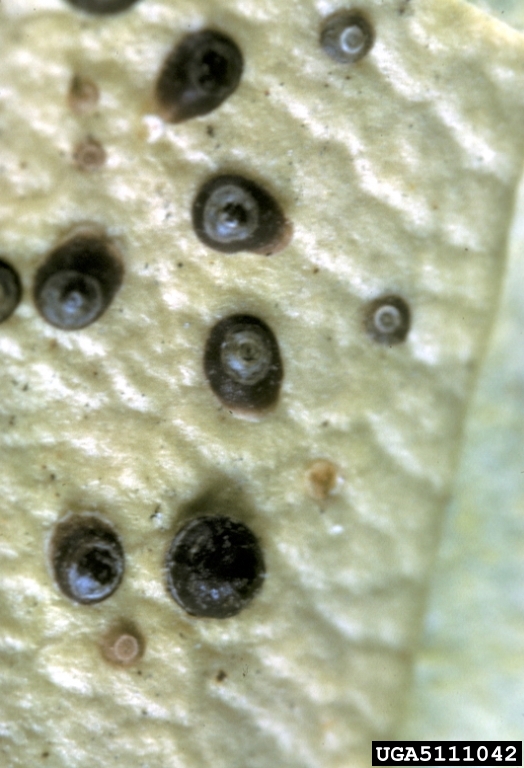 armored scale, Hemigymnaspis pimentae (Hemiptera: Diaspididae) - 5111042