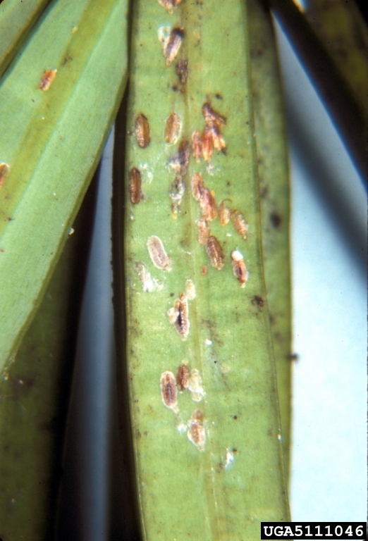 juniper fiorinia scale (Fiorinia pinicola Maskell)