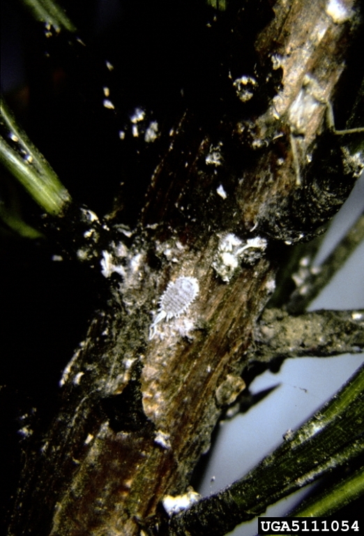 mealybug (Dysmicoccus pinicolus)