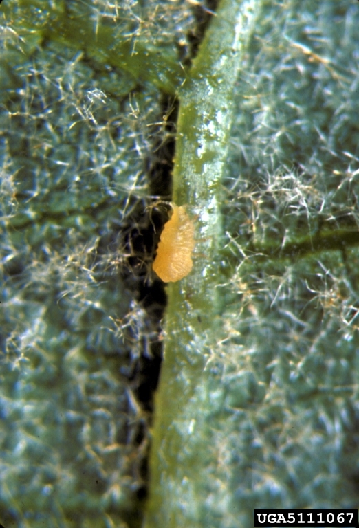 aphids on sycamore (Platanus spp. ) - 5111067