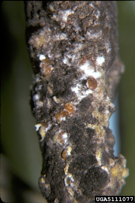 pit scale (Pollinia pollini ) on olive (Olea spp. ) - 5111077