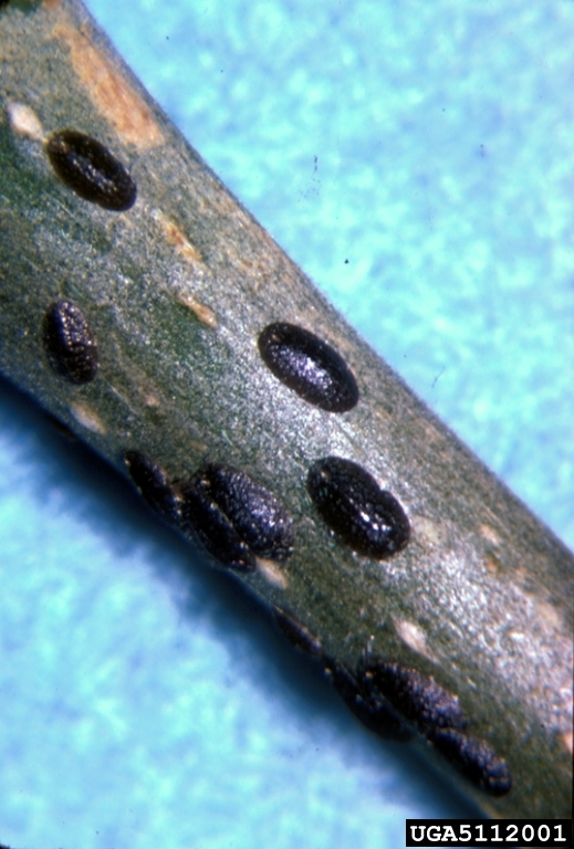 wax scale (Parthenolecanium pruinosum)